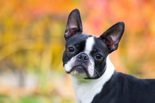 Boston Terrier Health Issues - 13 Common Conditions (Vet Answer ...
