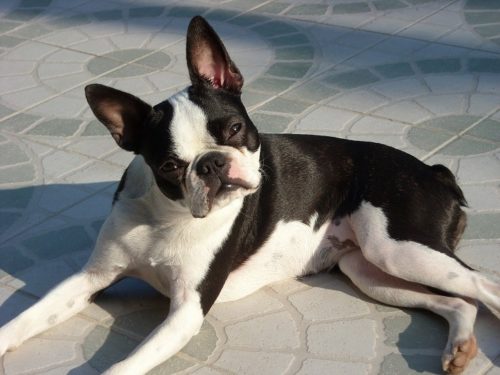 Boston Terrier Health Issues - 13 Common Conditions (Vet Answer ...