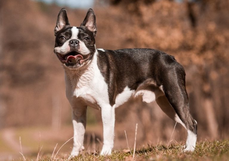 7 Dog Breeds That Don’t Have Tails: Info, Pictures, Traits & More (Vet ...