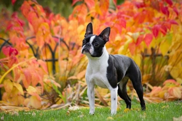 23 Boston Terrier Mixes That Are Absolutely Pawesome (with Pictures ...