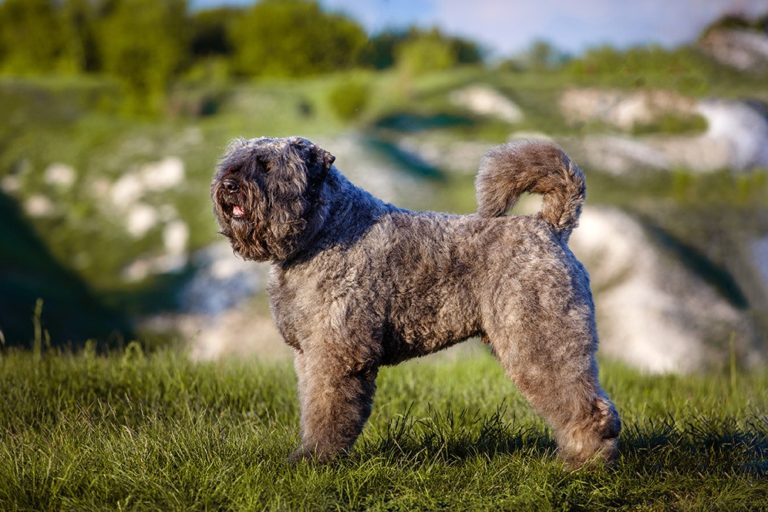 4 Dog Breeds That Look Like Sheep & Lambs (With Info & Pictures) (With ...