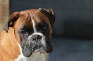 3 Boxer Dog Colors (With Pictures) | Hepper Pet Resources