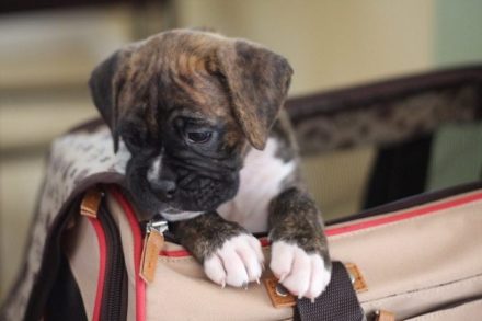 Miniature Boxer Dog Breed: Info, Pictures, Care Guide & More | Hepper ...