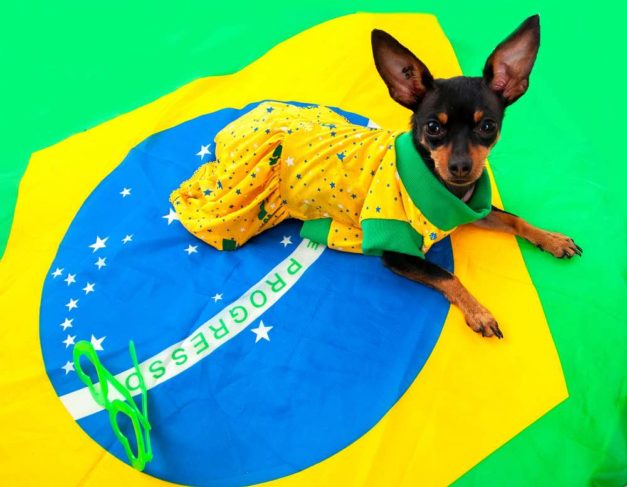 7 Brazilian Dog Breeds (With Info & Pictures) | Hepper Pet Resources