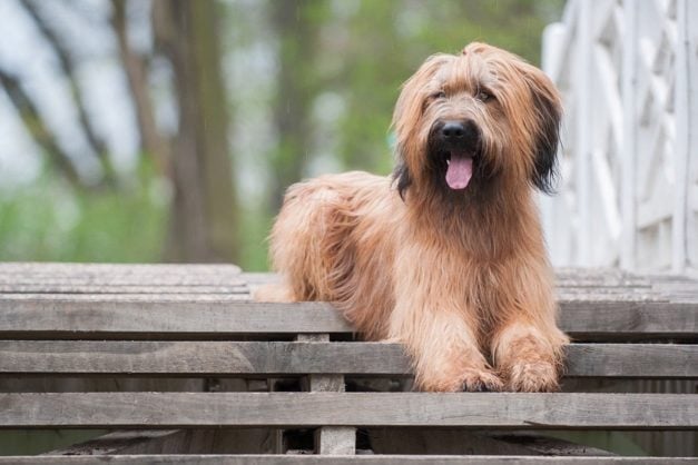 15 Dog Breeds With Dreadlocks: Info, History, Pictures & Facts | Hepper ...