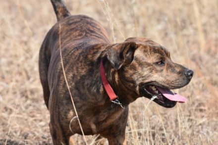 17 Best Brindle Dog Breeds (With Info & Pictures) | Hepper Pet Resources