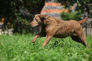 Chesapeake Bay Retriever | Dog Breed Info: Pictures, Traits & Facts ...