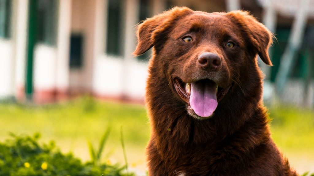 Top 20 Brown Dog Breeds: Small, Big, Fluffy & More (With Info ...