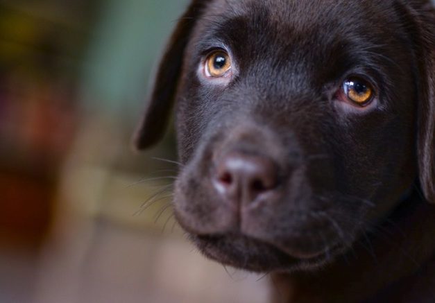 Why Is My Puppy Not Pooping? 7 Reasons | Hepper Pet Resources