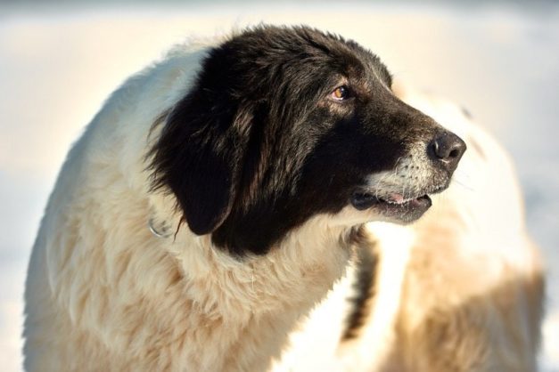 4 Romanian Dog Breeds (With Info & Pictures) | Hepper Pet Resources