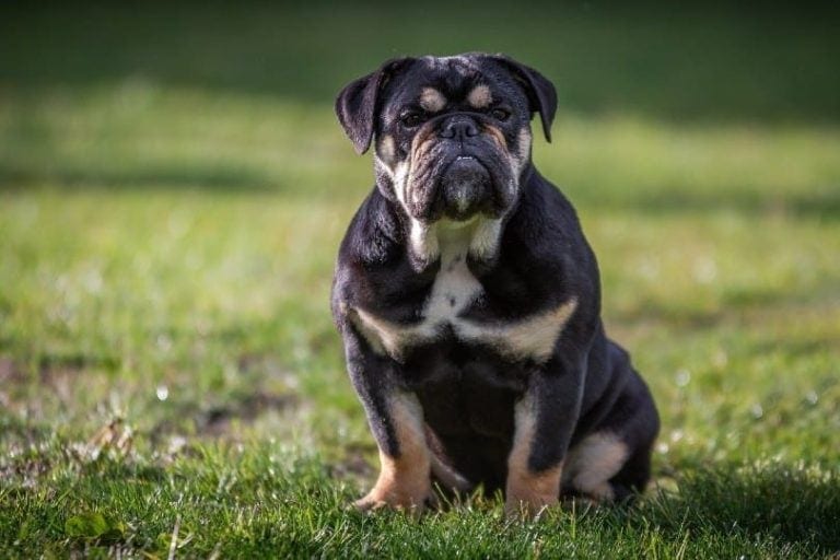 14 Most Popular Dog Breeds in California (2026 Update) | Hepper Pet ...
