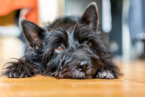 10 Scottish Terrier Mixes (With Pictures) | Hepper Pet Resources