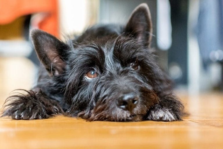 How to Groom a Scottish Terrier (15 Tips) | Hepper Pet Resources