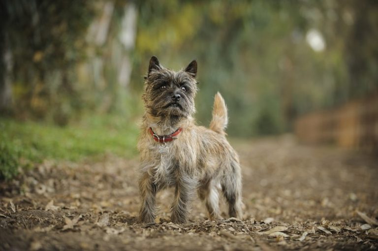 17 Dog Breeds for Hunting Rats & Mice: Info, Pictures, & Traits ...