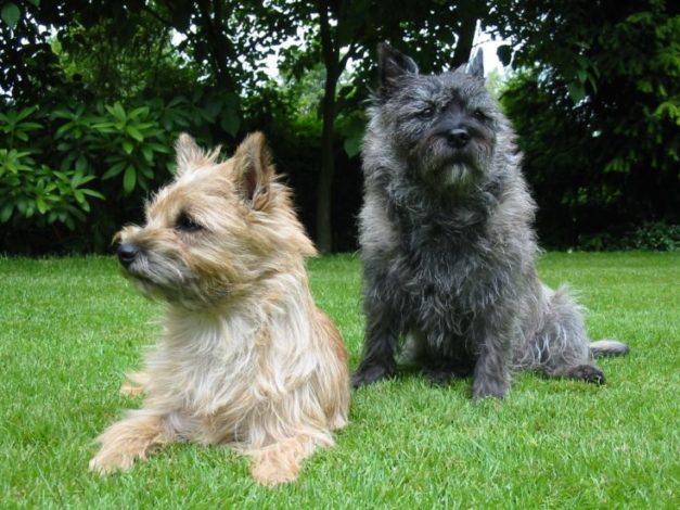 25 Gray Dog Breeds (With Pictures) | Hepper Pet Resources