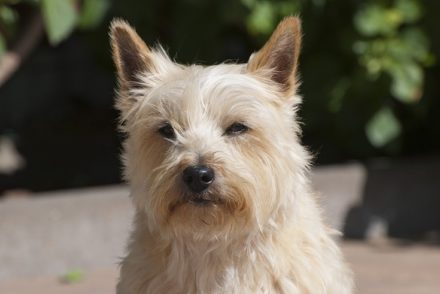 10 Tan-Colored Dog Breeds (With Info & Pictures) | Hepper Pet Resources