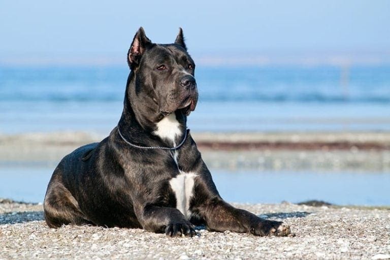Cane Corso Vs Great Dane: How Do They Compare? | Hepper Pet Resources