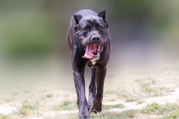 Canis Panther Dog Breed: Info, Pictures, Characteristics & More ...