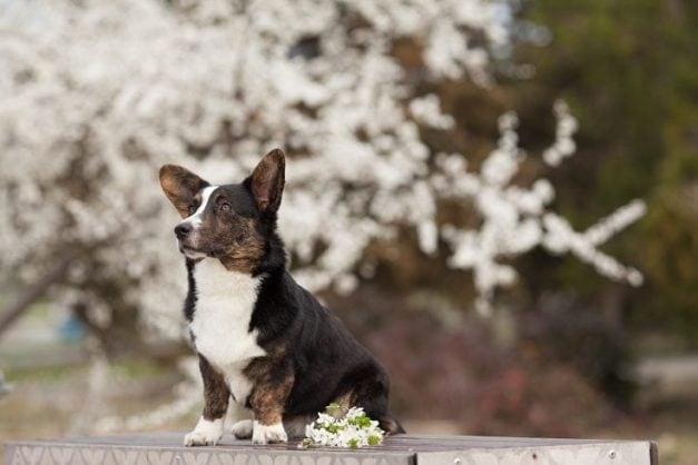 Cardigan Welsh vs Pembroke Welsh Corgi: What’s the Difference? (With ...