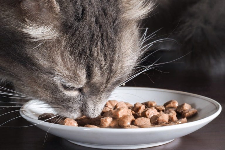 Can Cats Eat Beans? Vet-Verified Nutrition Facts & FAQ | Hepper Pet ...