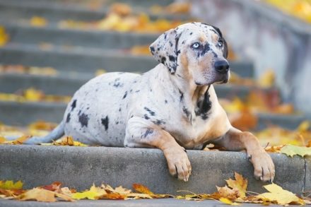 59 Dog Breeds That Start With C: Complete List (With Info & Pictures ...