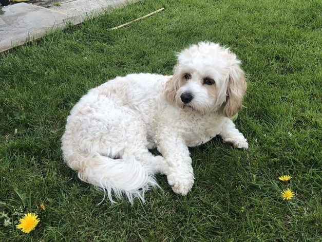 24 Most Popular Mixed Dog Breeds (With Info & Pictures) | Hepper Pet ...