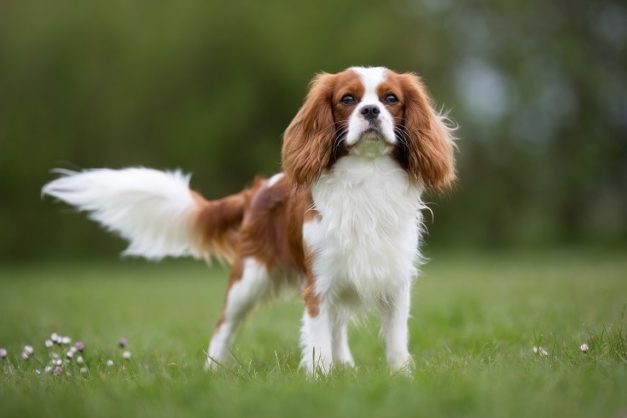 5 Types of Spaniel Dog Breeds & Their Differences (With Info & Pictures ...