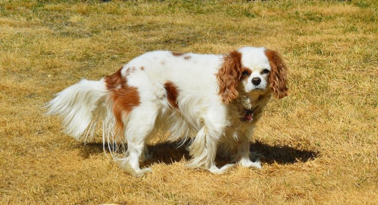 31 English Dog Breeds: Dogs Native to England (With Info & Pictures ...