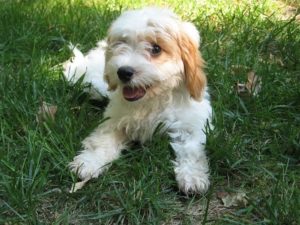 Cavapoo (Cavalier King Charles/Poodle Mix) Breed Info, Pictures, Care ...
