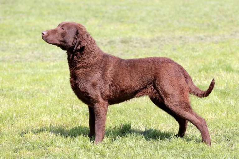 How Much Does a Labrador Retriever Cost? 2026 Price Guide | Hepper Pet ...