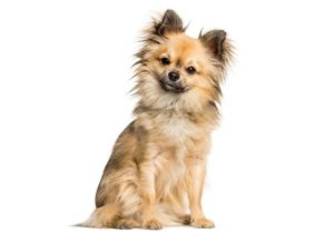 Chi-Poo (Chihuahua & Poodle Mix): Info, Pictures, Characteristics ...