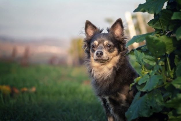 29 Dog Breeds That Start With A: The Complete List | Hepper Pet Resources