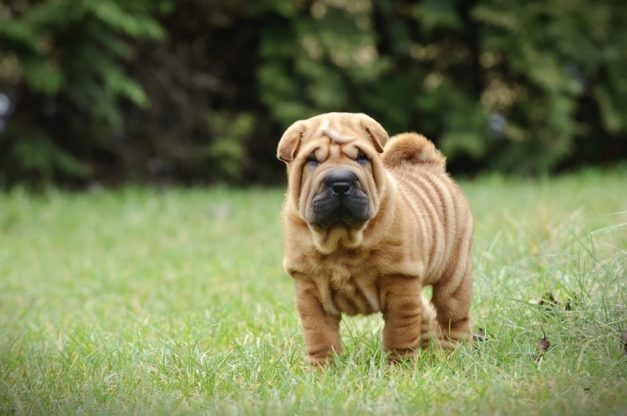 Top 10 Most Wrinkly Dog Breeds (With Info & Pictures) | Hepper Pet ...