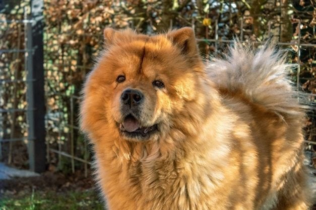 How Much Does a Chow Chow Cost? (Price Guide 2026) | Hepper Pet Resources