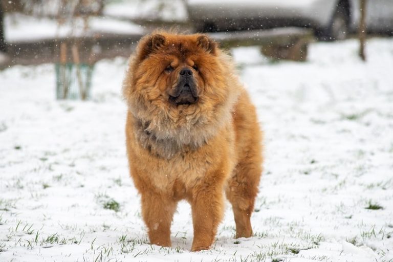 Can Dogs See Color? Vet-Reviewed Canine Eye Perception Facts | Hepper ...