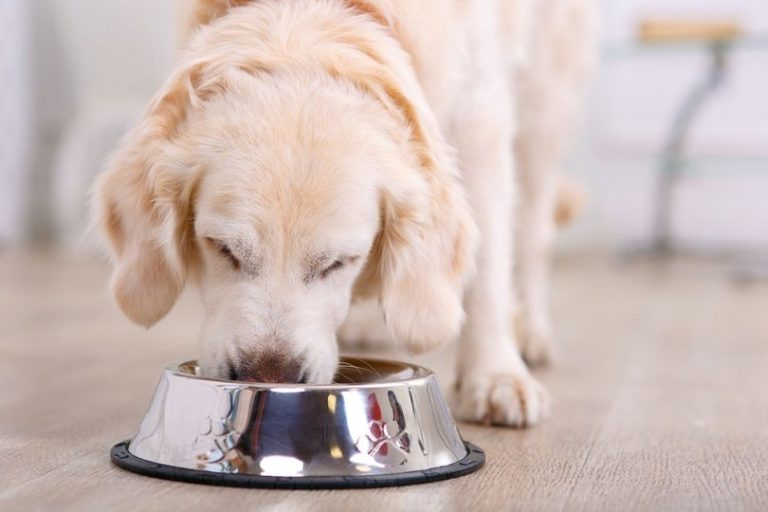 Why Is My Dog Throwing Up Undigested Food? 8 Potential Issues | Hepper ...
