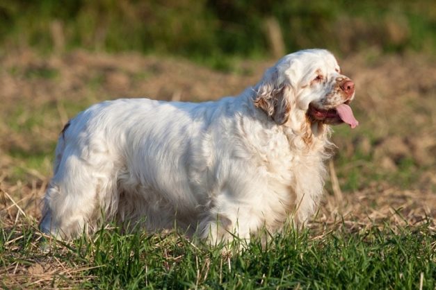 59 Dog Breeds That Start With C: Complete List (With Info & Pictures ...