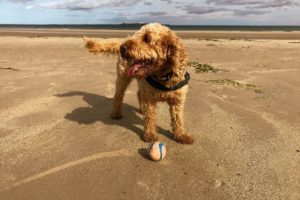 Cavapoo vs Cockapoo: How Are They Different? (With Pictures) | Hepper ...