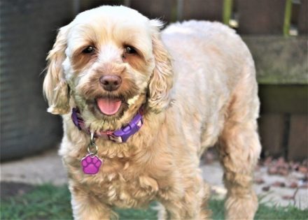 How Much Does A Cockapoo Cost? 2025 Price Guide | Hepper Pet Resources