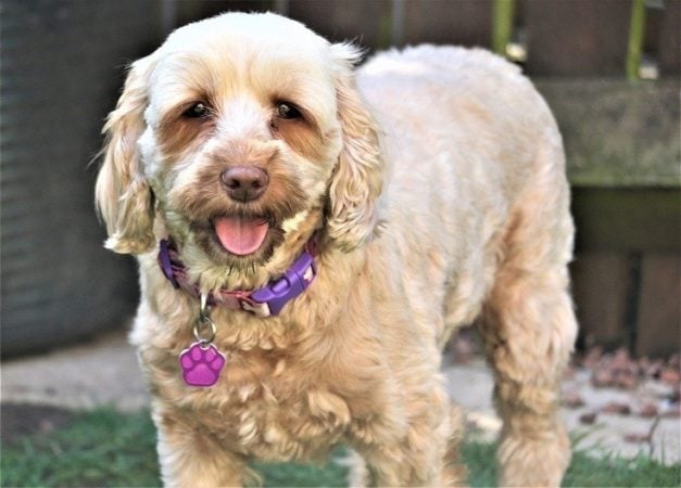 How Much Does A Cockapoo Cost? 2025 Price Guide | Hepper Pet Resources