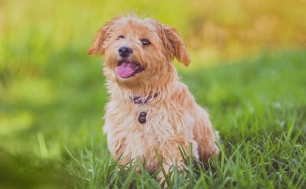 How Much Exercise Does My Cockapoo Need? Breed Facts & FAQs | Hepper Pet Resources