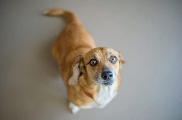 Corgi Beagle Mix (Beagi): Info, Pictures, Traits & More | Hepper Pet ...