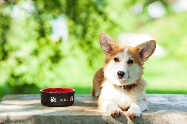 14 Fun and Interesting Corgi Facts | Hepper Pet Resources
