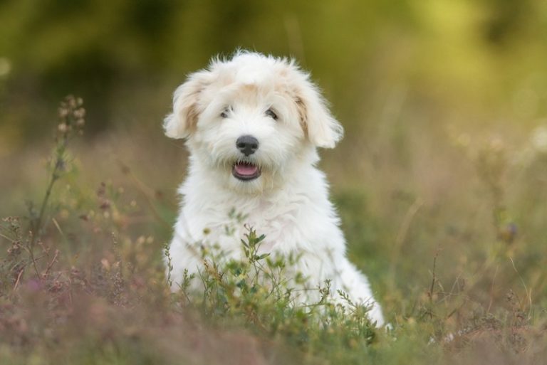 370+ Dog Names Starting With T for Your Terrific Pup | Hepper Pet Resources