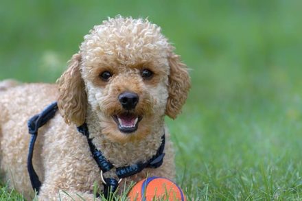 Are Poodles Aggressive? Vet-Reviewed Facts & Tips | Hepper Pet Resources