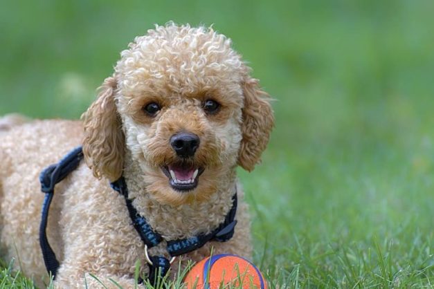 Are Poodles Aggressive? Vet-Reviewed Facts & Tips | Hepper Pet Resources