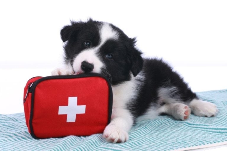18 Essential Dog First Aid Kit Supplies & Products: 2026 Guide (Vet ...