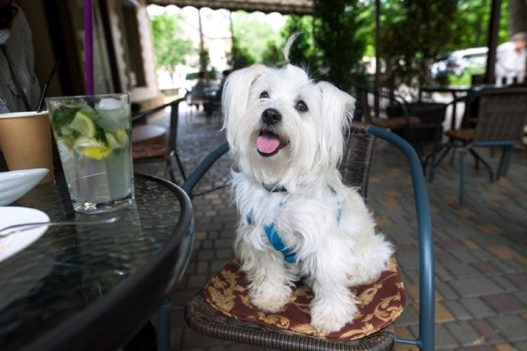 51 Quirky Dog Names Based on The Simpsons (With Meanings) | Hepper Pet ...