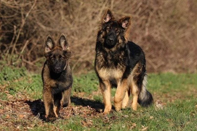 At What Age Do German Shepherds Mature From a Puppy? Physically ...