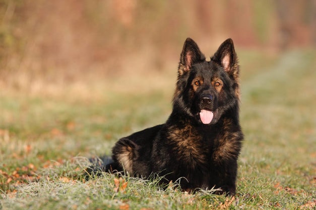 12 Types of Shepherd Dog Breeds & Their Differences (With Info ...